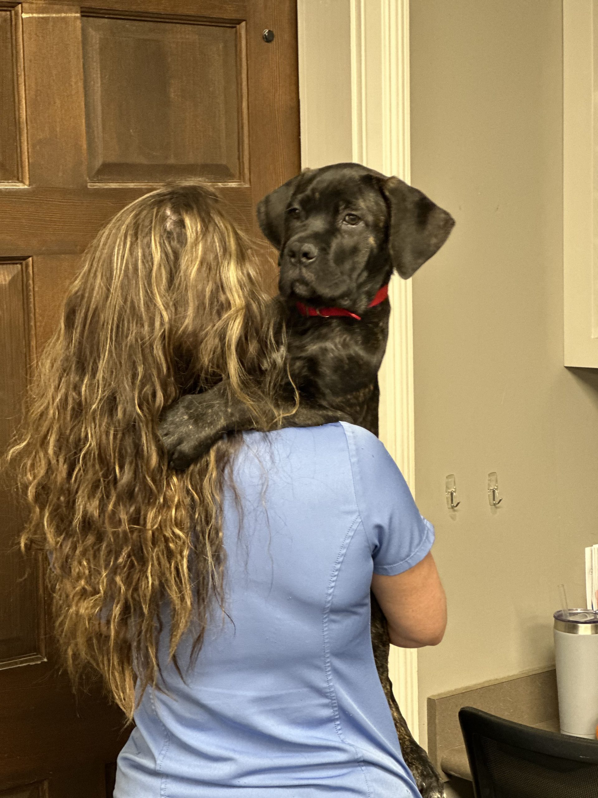 Our Philema Family – Philema Animal Hospital